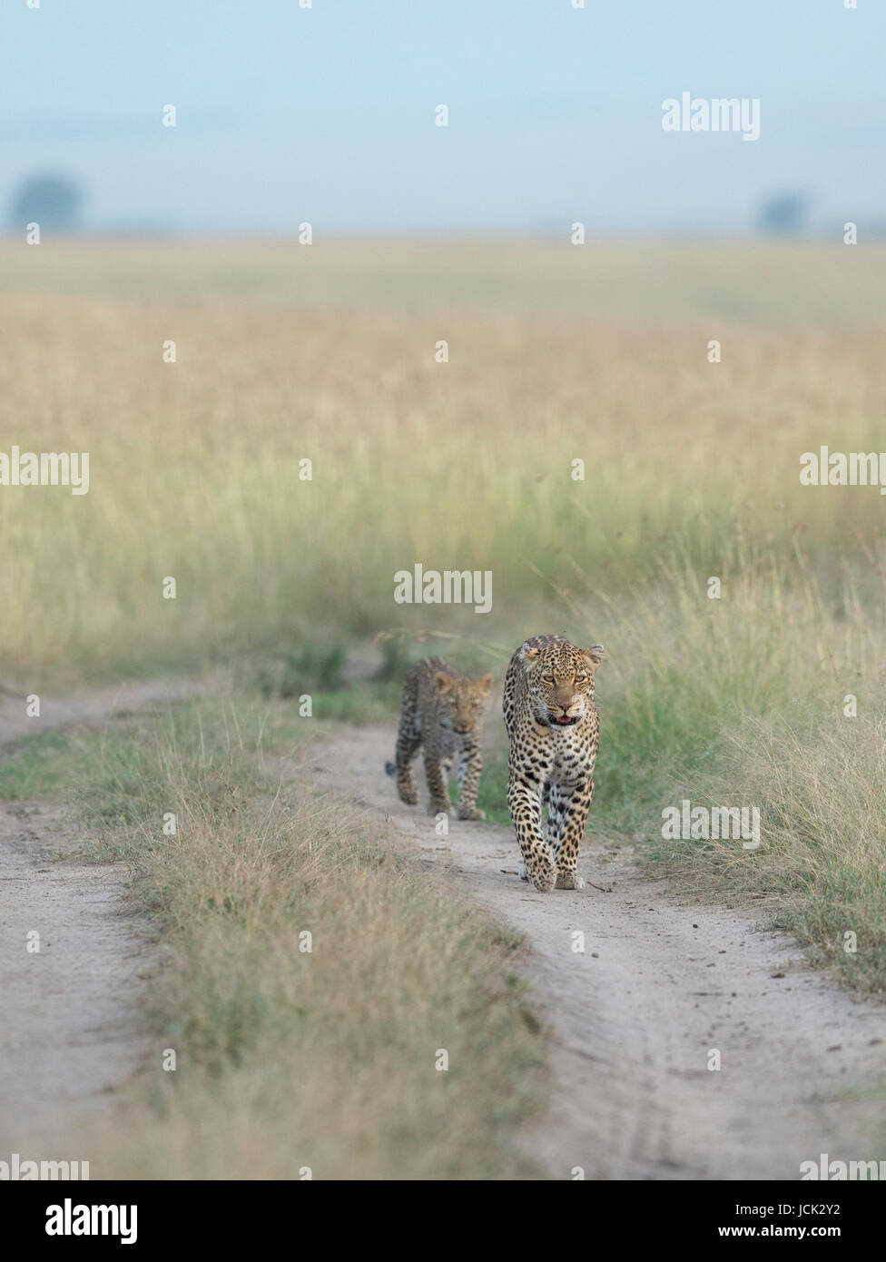 Leopard hills africa hi-res stock photography and images - Alamy