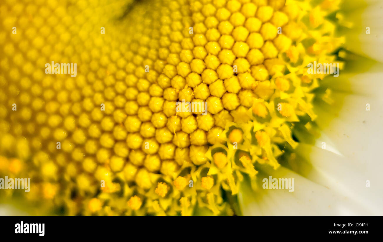The center of a daisy flower is a matrix of yellow stamens. Macro ...