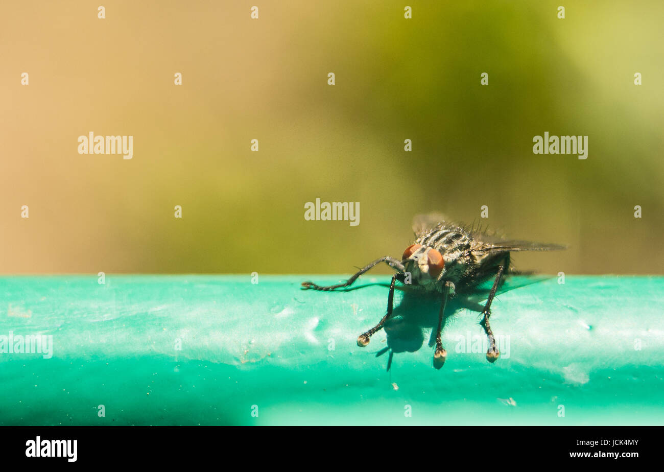Cluster Flies High Resolution Stock Photography and Images - Alamy