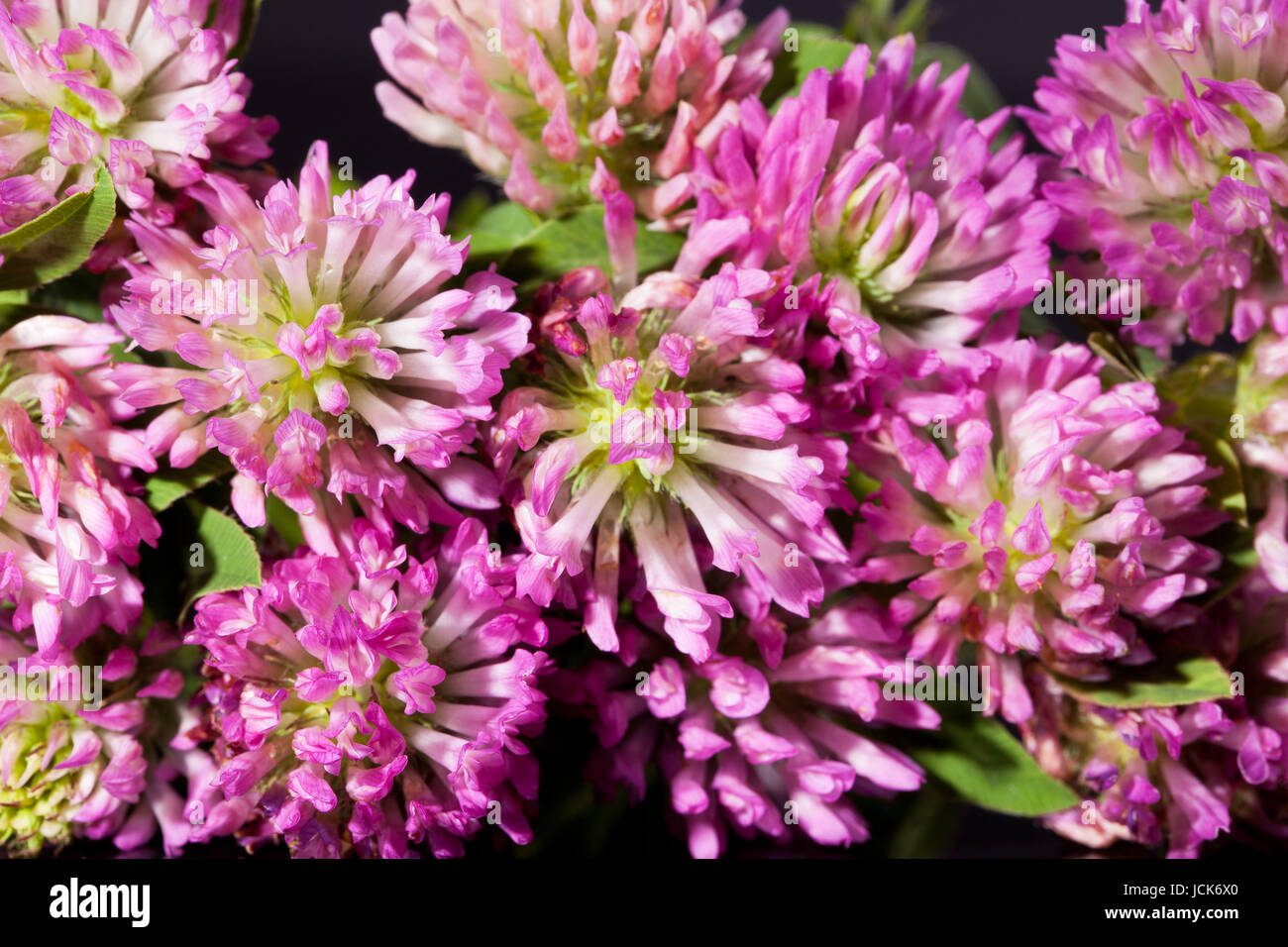 background of group of pink clover macro Stock Photo - Alamy