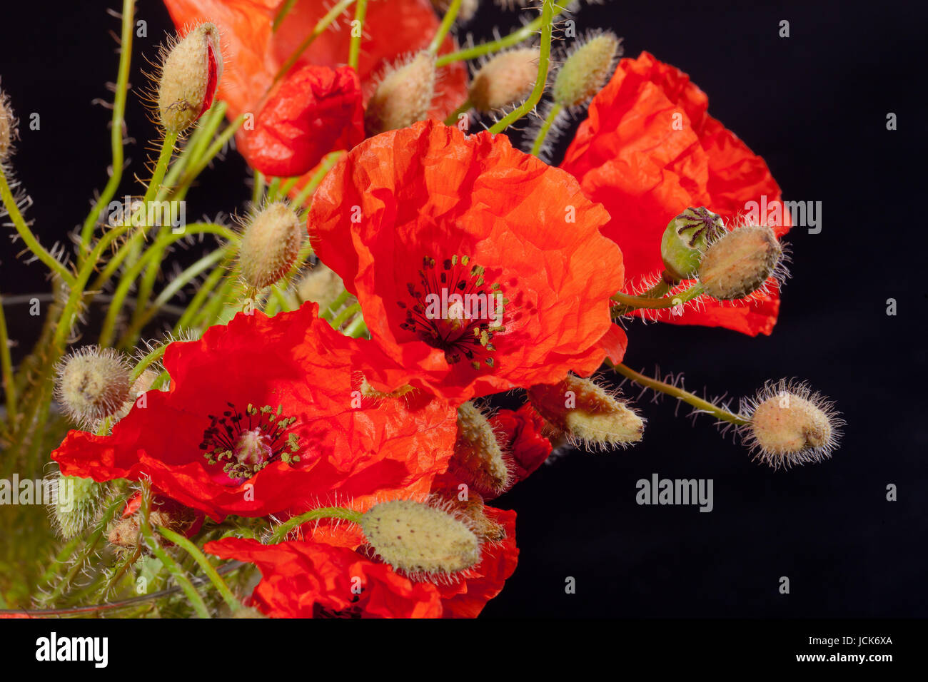 Papavers hi-res stock photography and images - Alamy