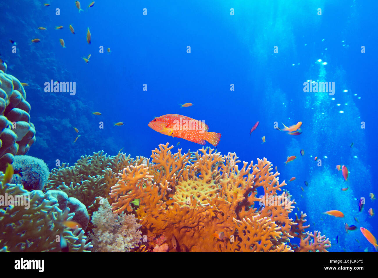 coral reef with red exotic fish cephalopholis at the bottom of tropical ...