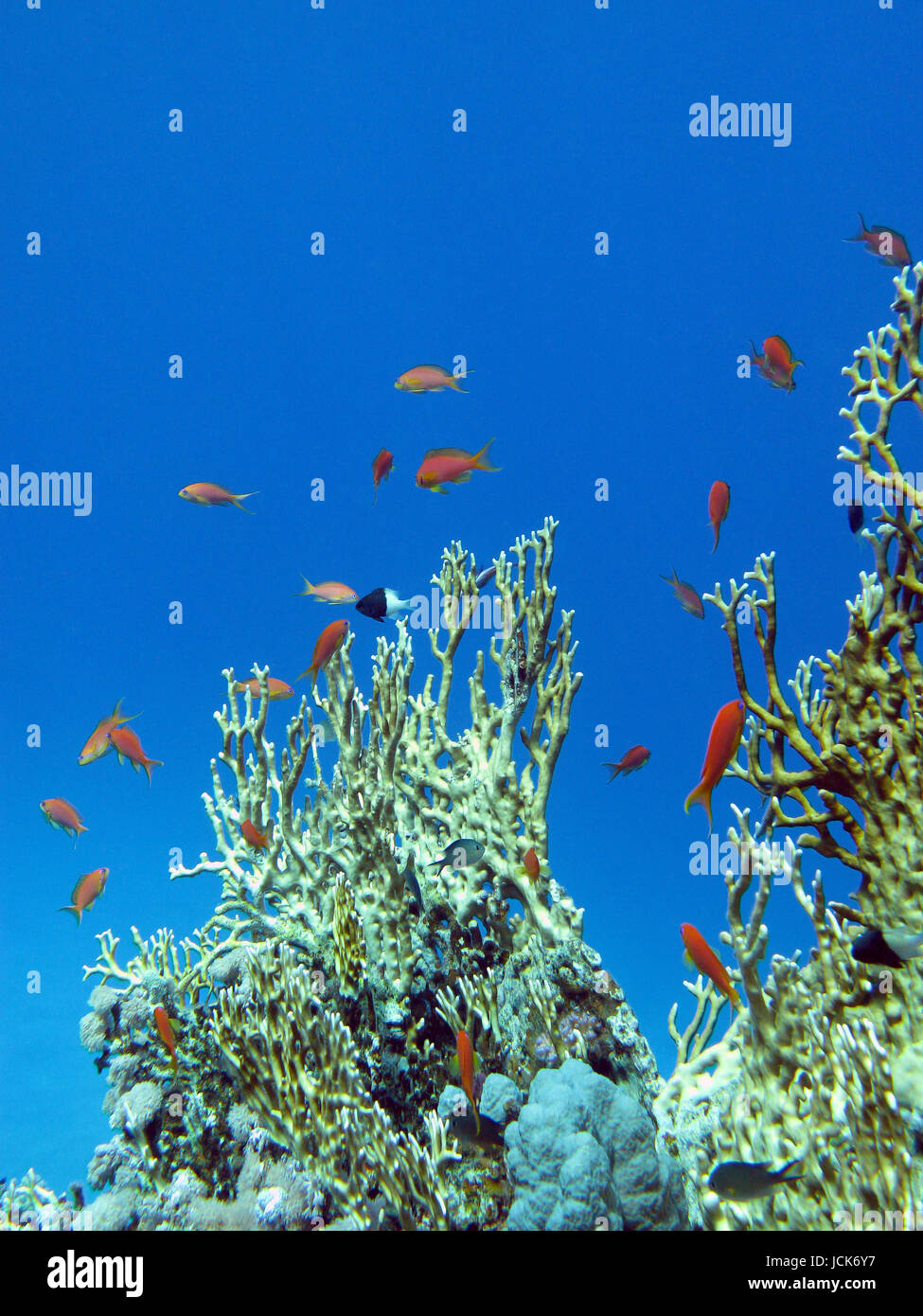 coral reef with great yellow fire coral and fishes at the bottom of ...