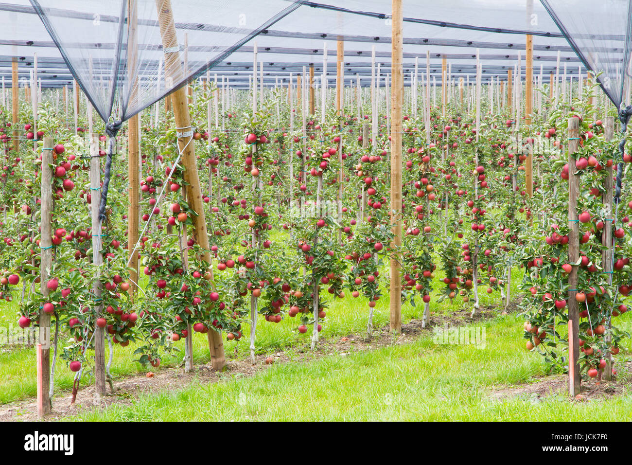 apple orchard with hail nets Stock Photo - Alamy