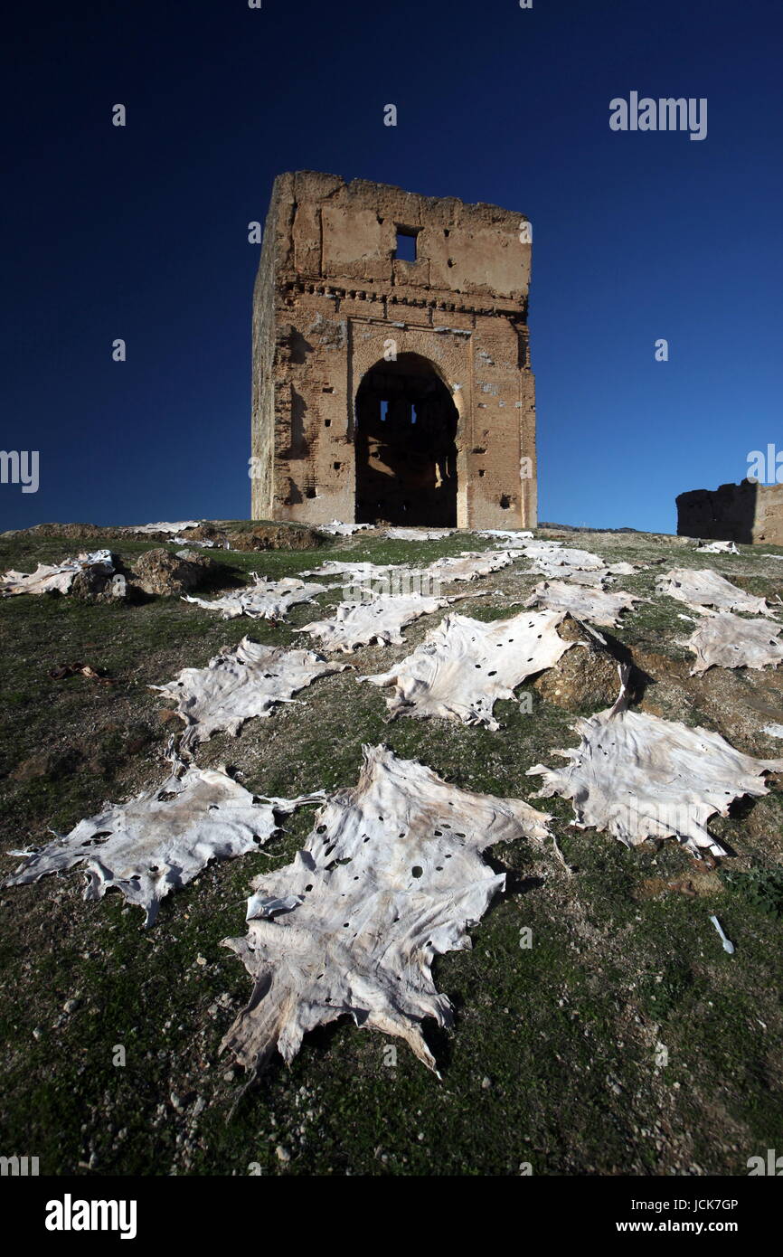 The fresh Leather gets dry on the sun near Leather production in front ...