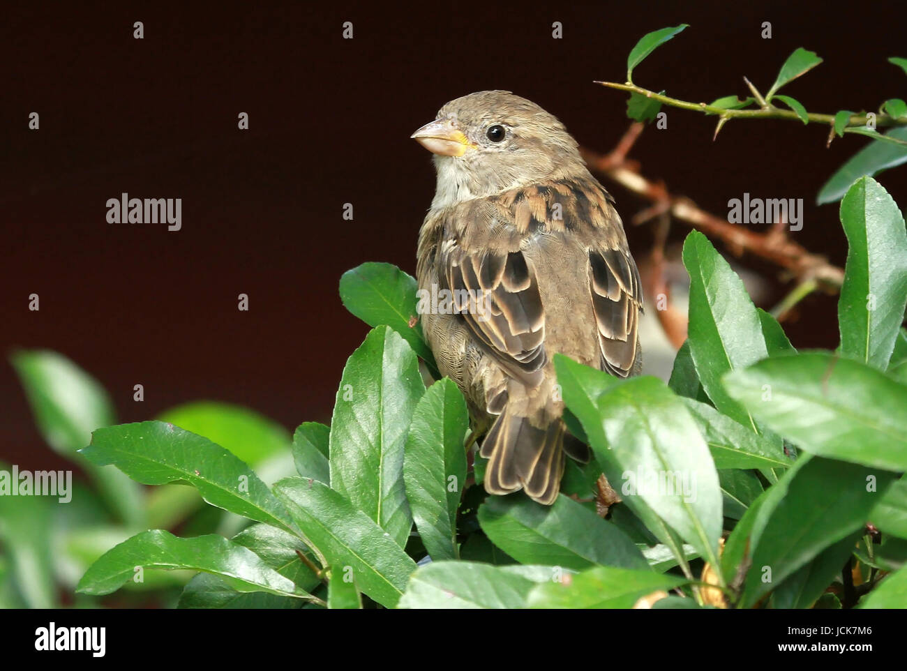 Tiny sparrow hi-res stock photography and images - Alamy