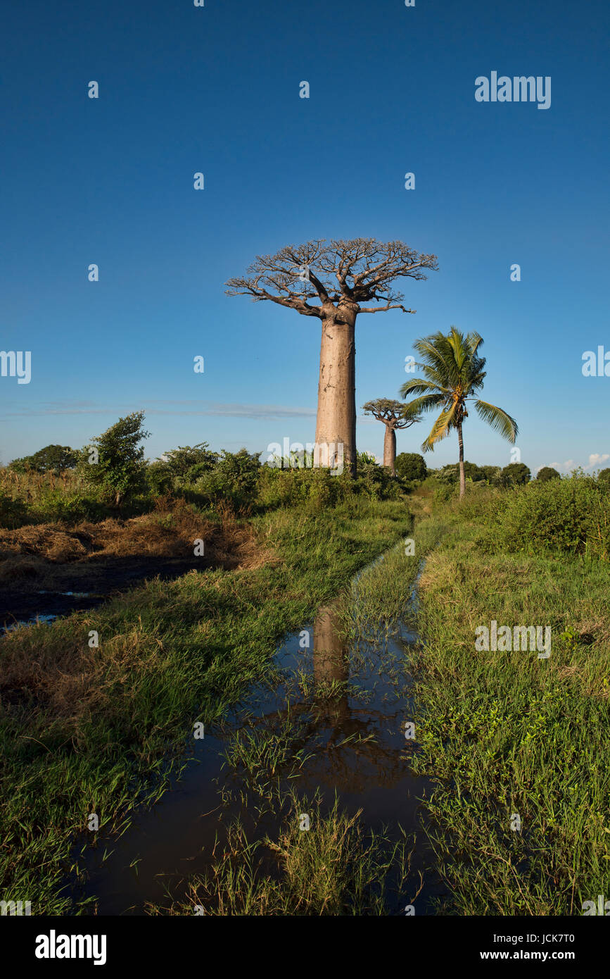 Baobab reflection, Menabe, Madagascar Stock Photo - Alamy