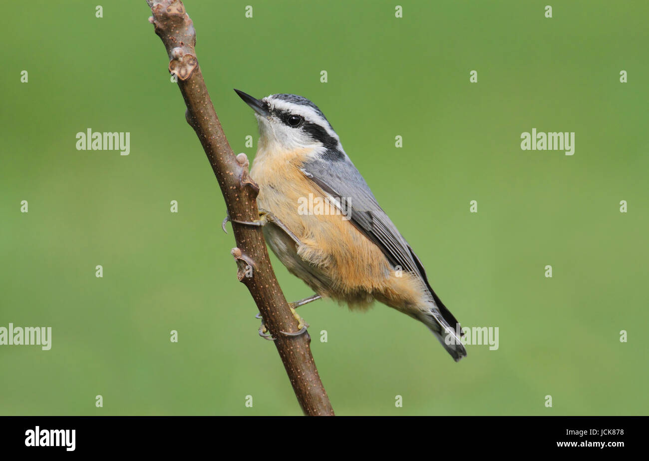 Red-breasted Nuthatch (sitta canadensis) on a perch with a green background Stock Photo - Alamy