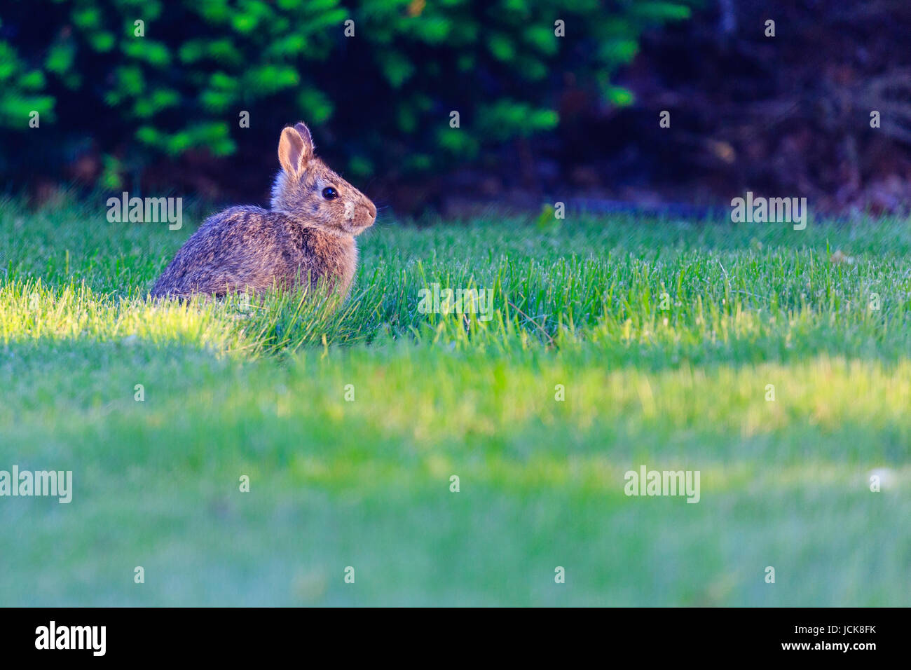 Baby bunny eastern cottontail hi-res stock photography and images - Alamy