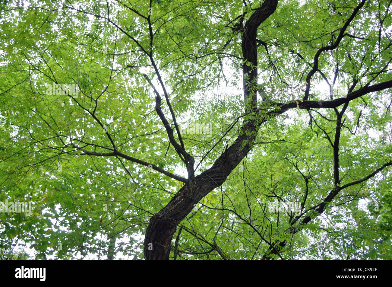 in the treetops Stock Photo - Alamy