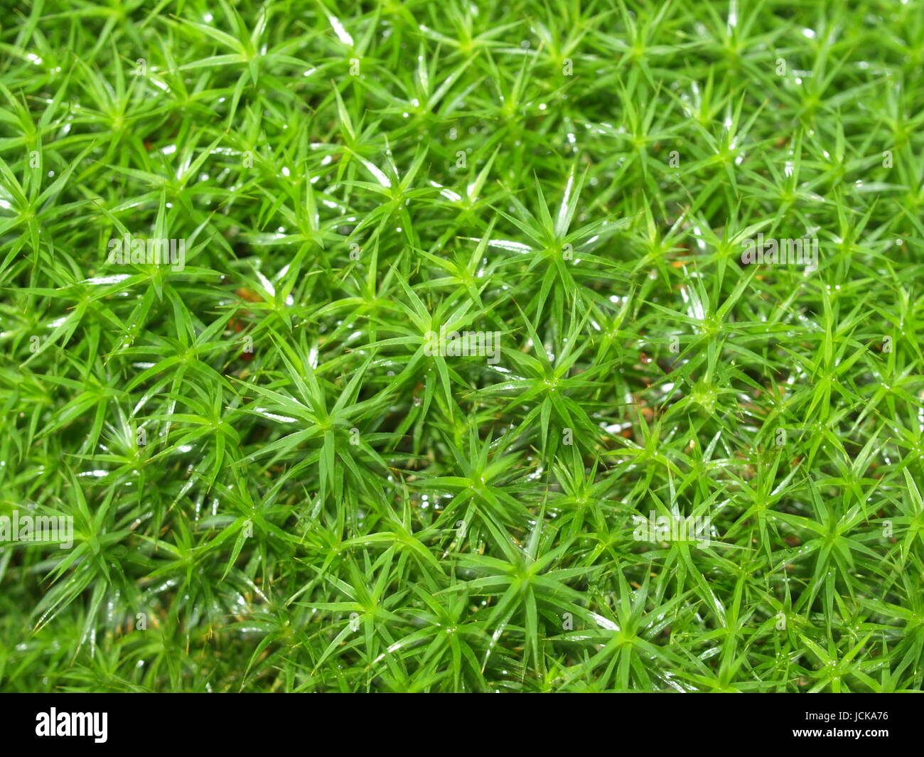 Sternmoose hi-res stock photography and images - Alamy