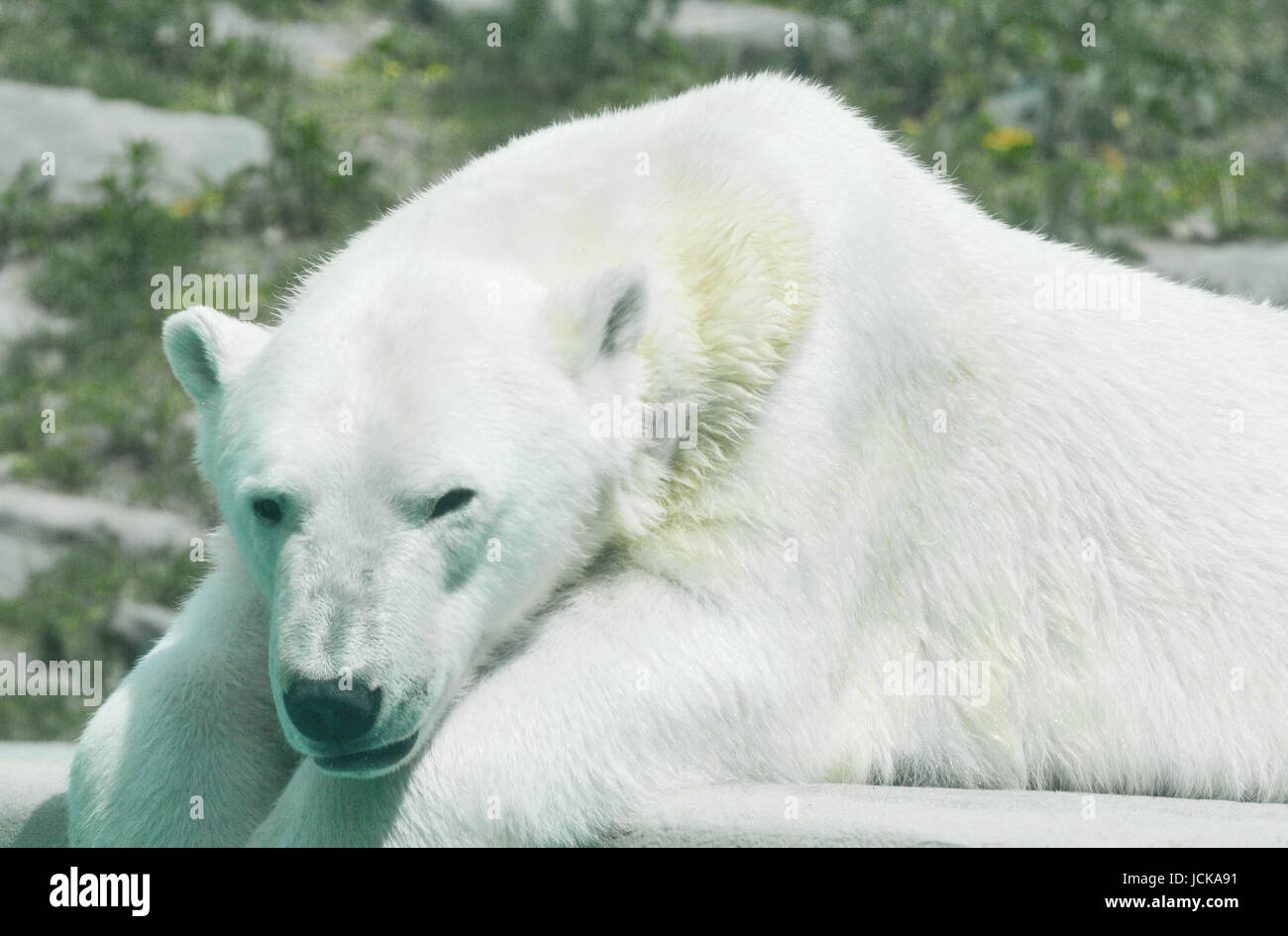 Snarl polar bear hi-res stock photography and images - Alamy