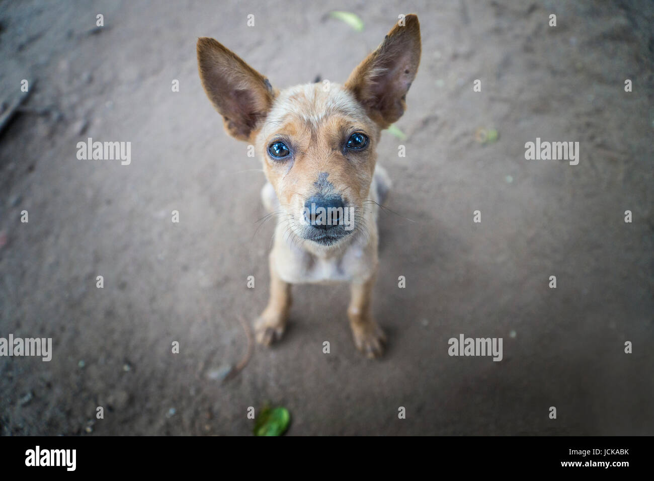 Dog in birds view Stock Photo - Alamy