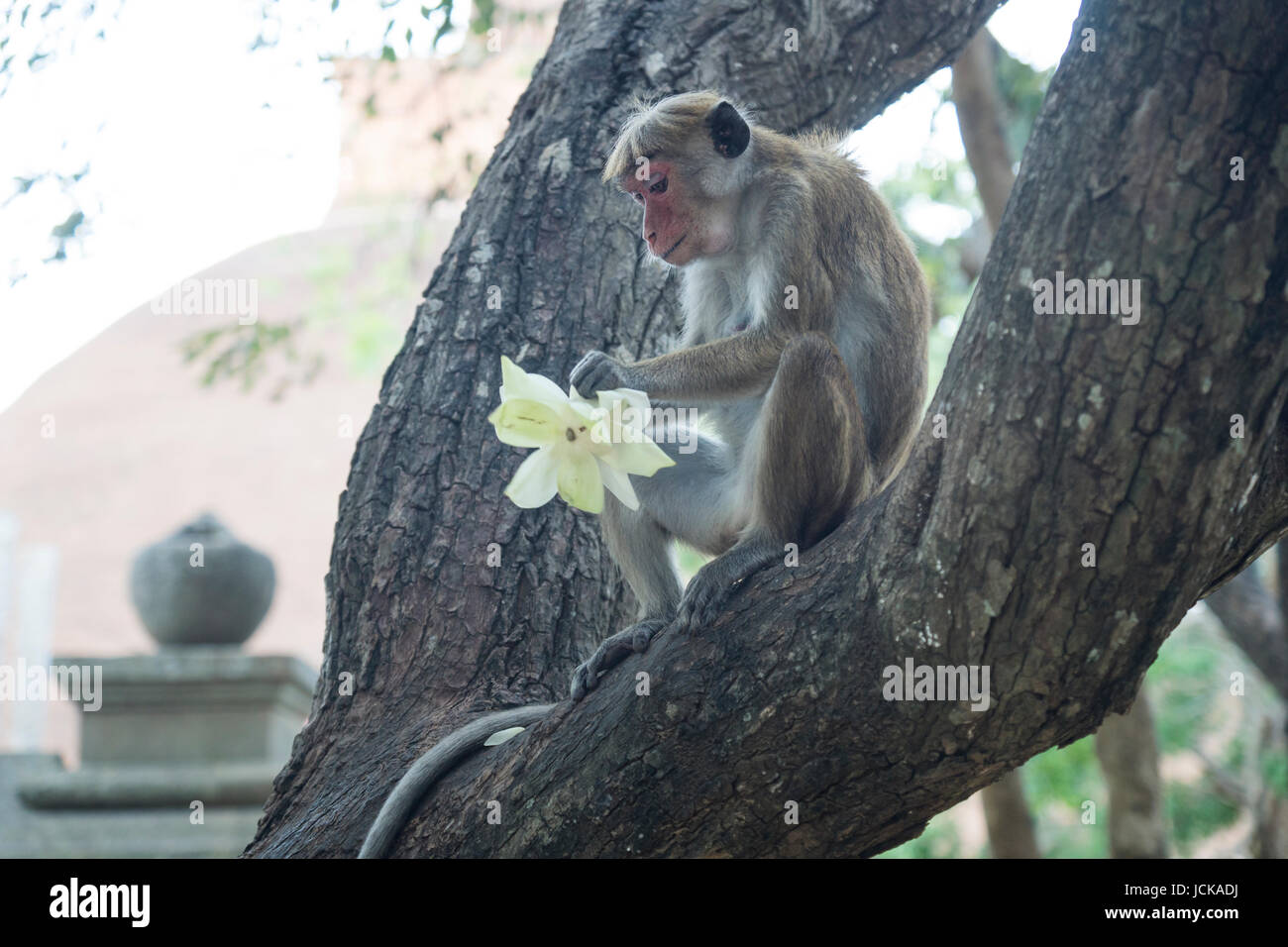 Monkey eating flower at a temple Stock Photo - Alamy