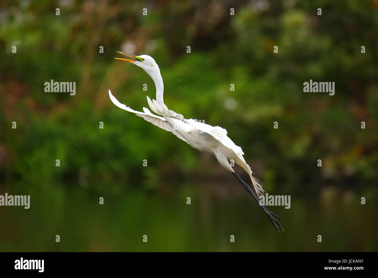 Great Egret (Ardea alba) flying Stock Photo - Alamy
