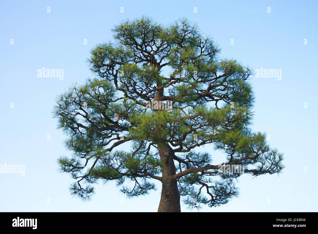Pine tree against blue sky Stock Photo - Alamy