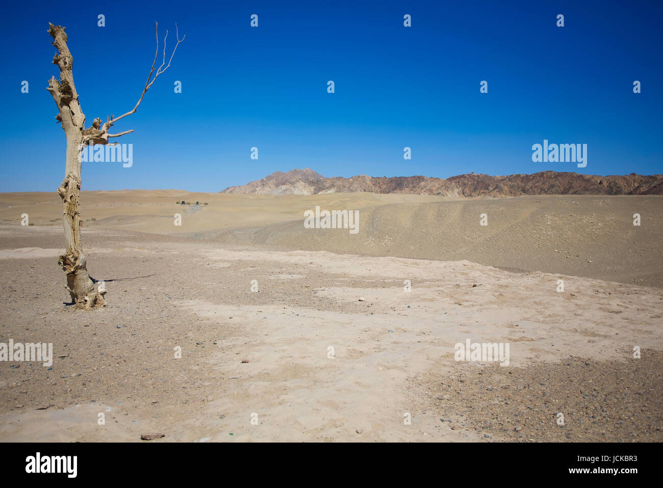 Dead wood in the wilderness desert with clear blue sky , Scenery in ...
