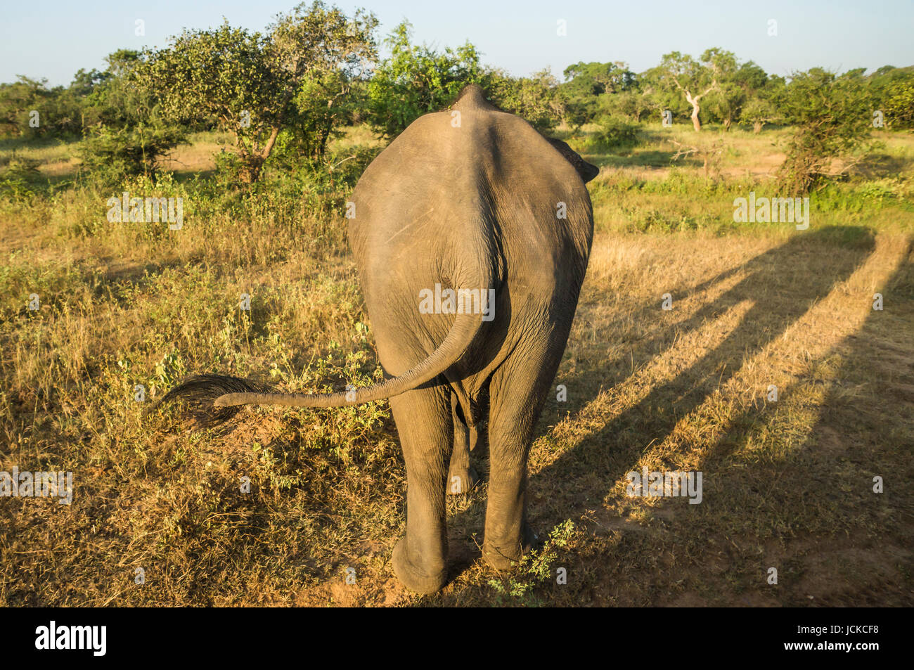 Back of an elephant in Yala National Park Stock Photo - Alamy