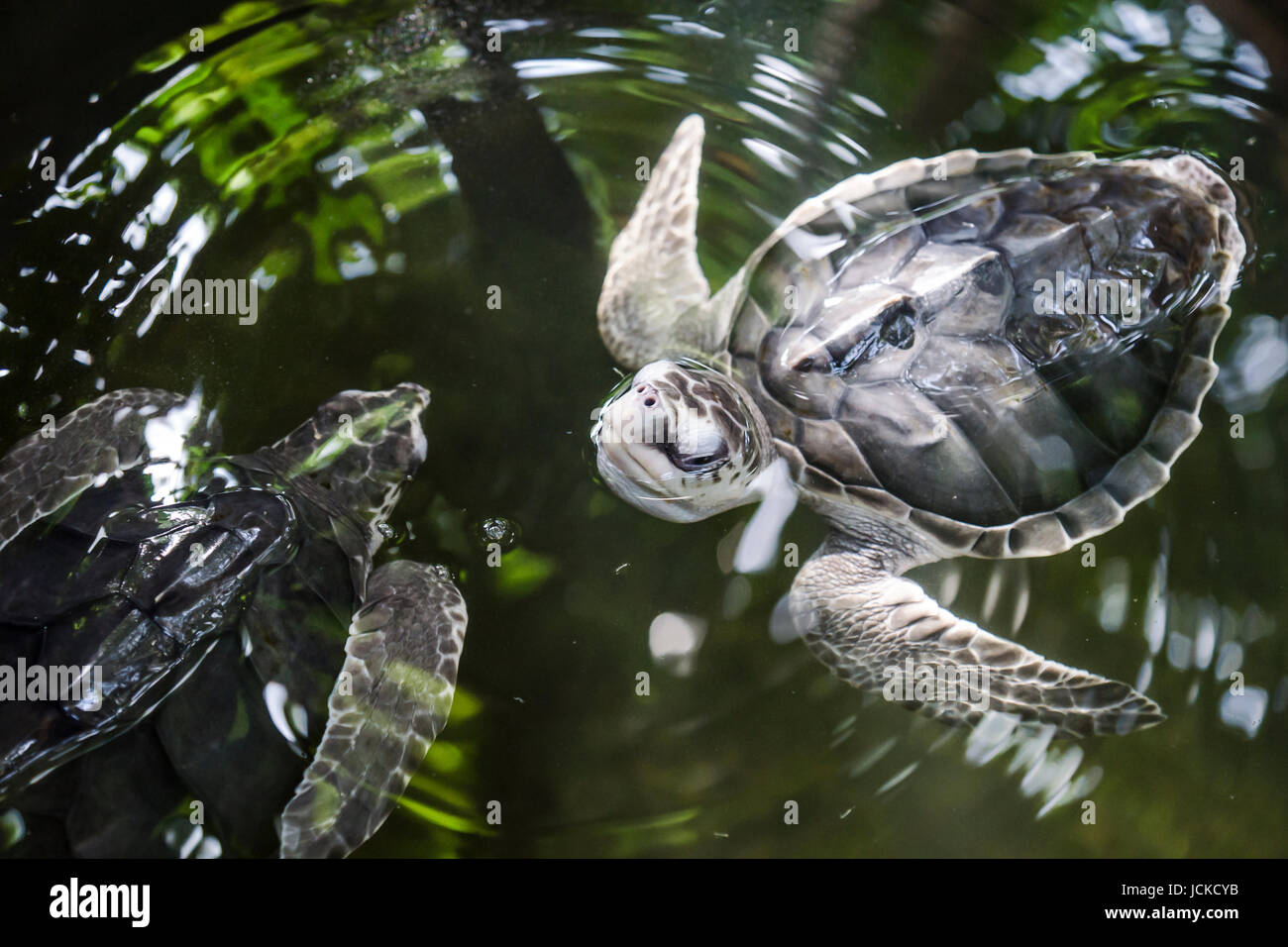 Cute baby sea turtle swimming hi-res stock photography and images - Alamy