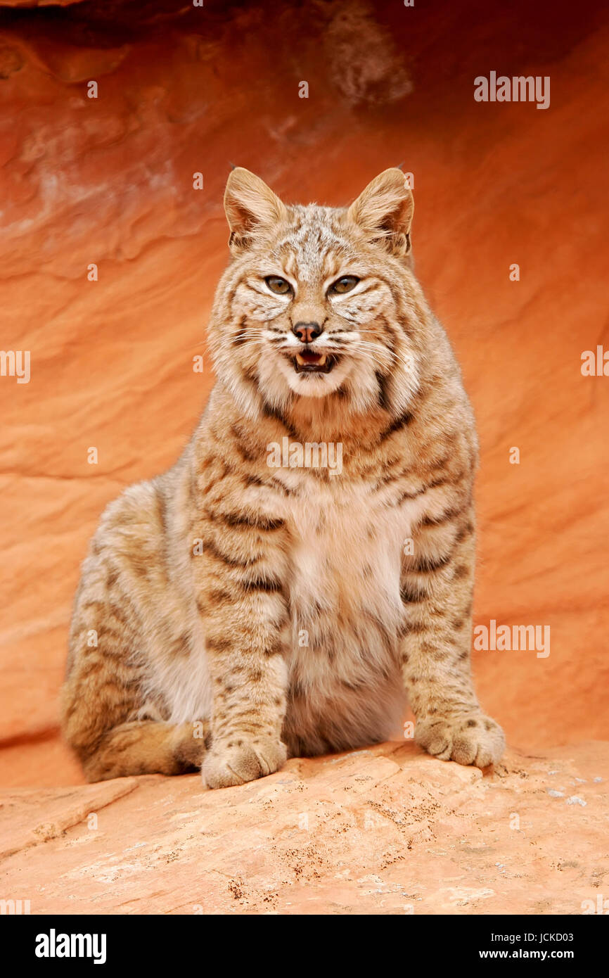 Bobcat (Lynx rufus) sitting on red rocks Stock Photo - Alamy