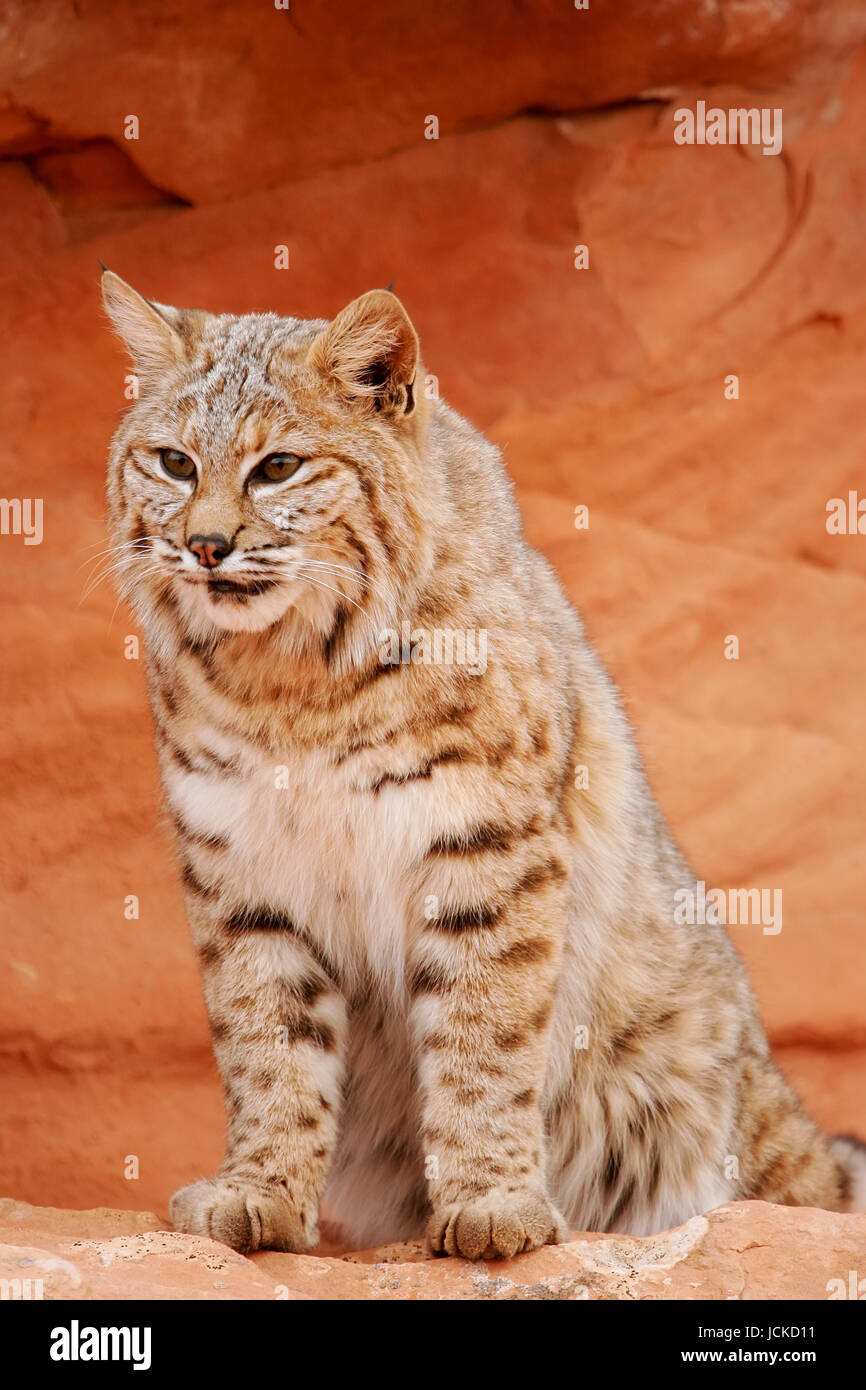 Bobcat (Lynx rufus) sitting on red rocks Stock Photo - Alamy