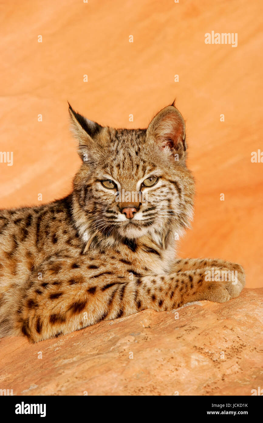 Lynx rufus head hi-res stock photography and images - Alamy