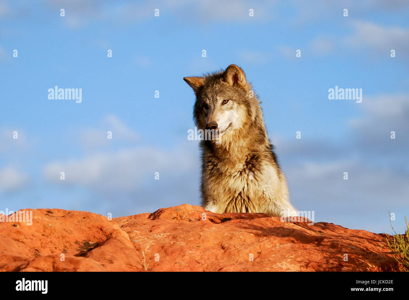 Gray wolf (Canis lupus) in a desert with red rock formations Stock ...
