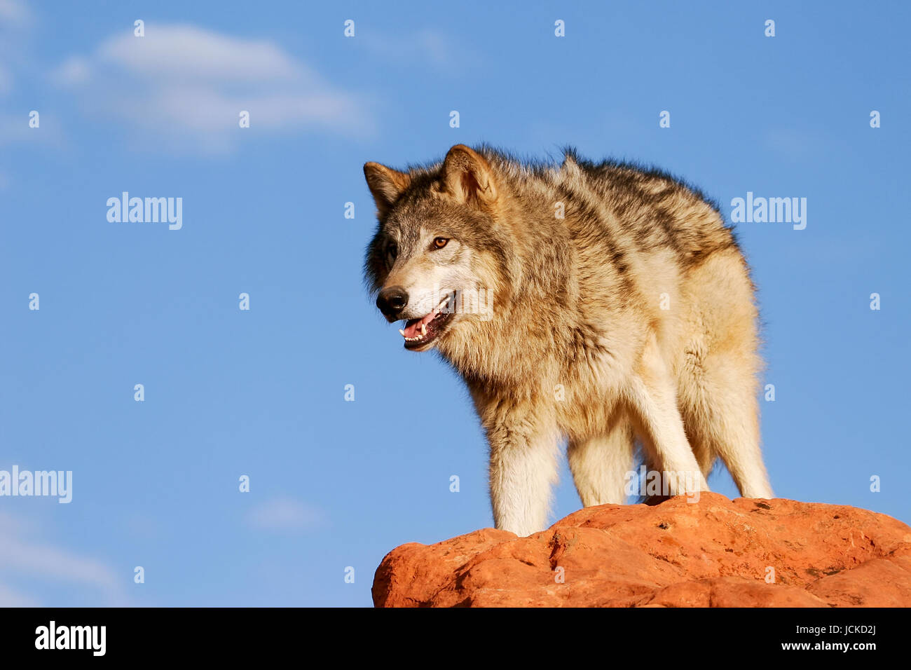 Gray wolf (Canis lupus) in a desert with red rock formations Stock ...