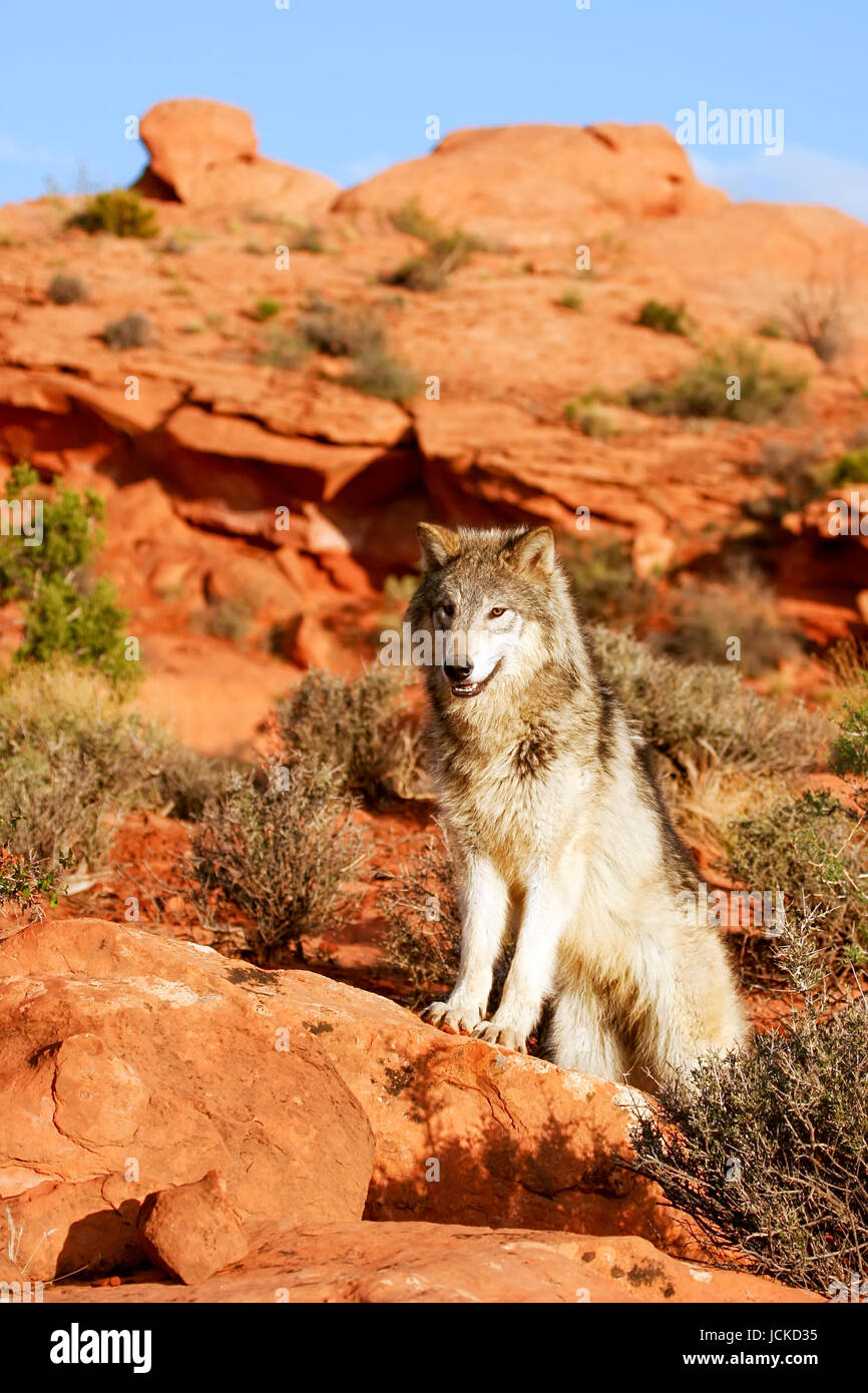 Gray wolf (Canis lupus) in a desert with red rock formations Stock ...