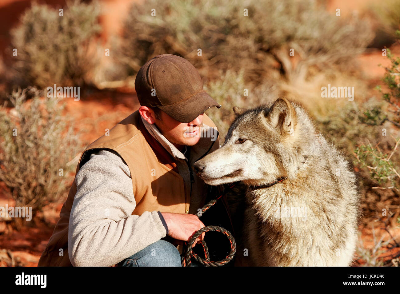 Gray wolf (Canis lupus) with an animal trainer Stock Photo - Alamy