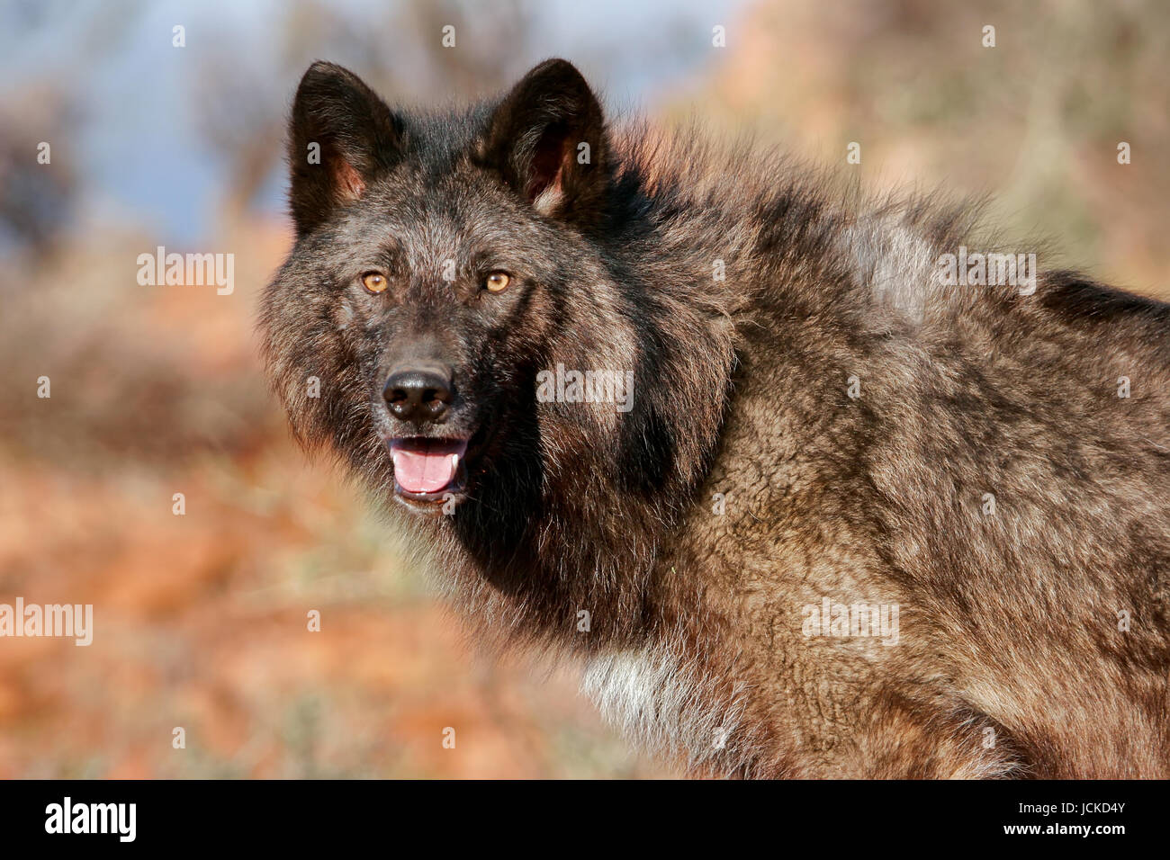 Portrait of Gray wolf (Canis lupus) in a desert setting Stock Photo - Alamy