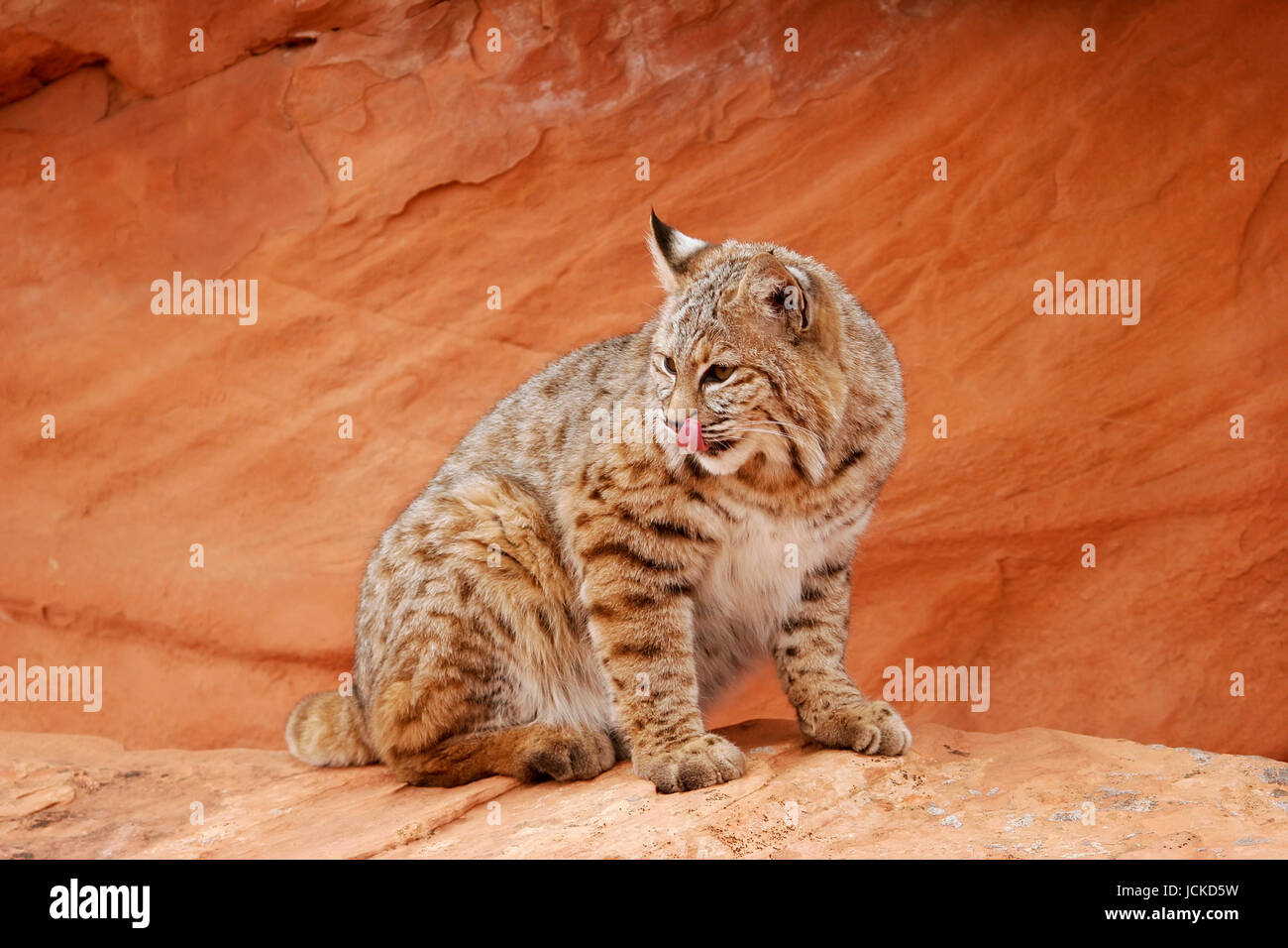 Bobcat (Lynx rufus) sitting on red rocks Stock Photo - Alamy
