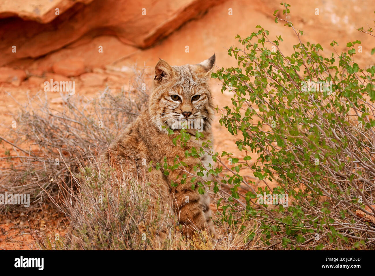 Bobcat (Lynx rufus) sitting in a desert Stock Photo - Alamy