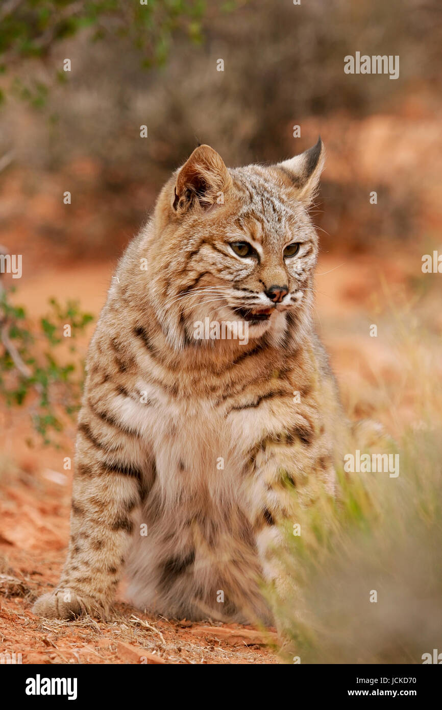 Bobcat is a species of lynx hi-res stock photography and images - Alamy