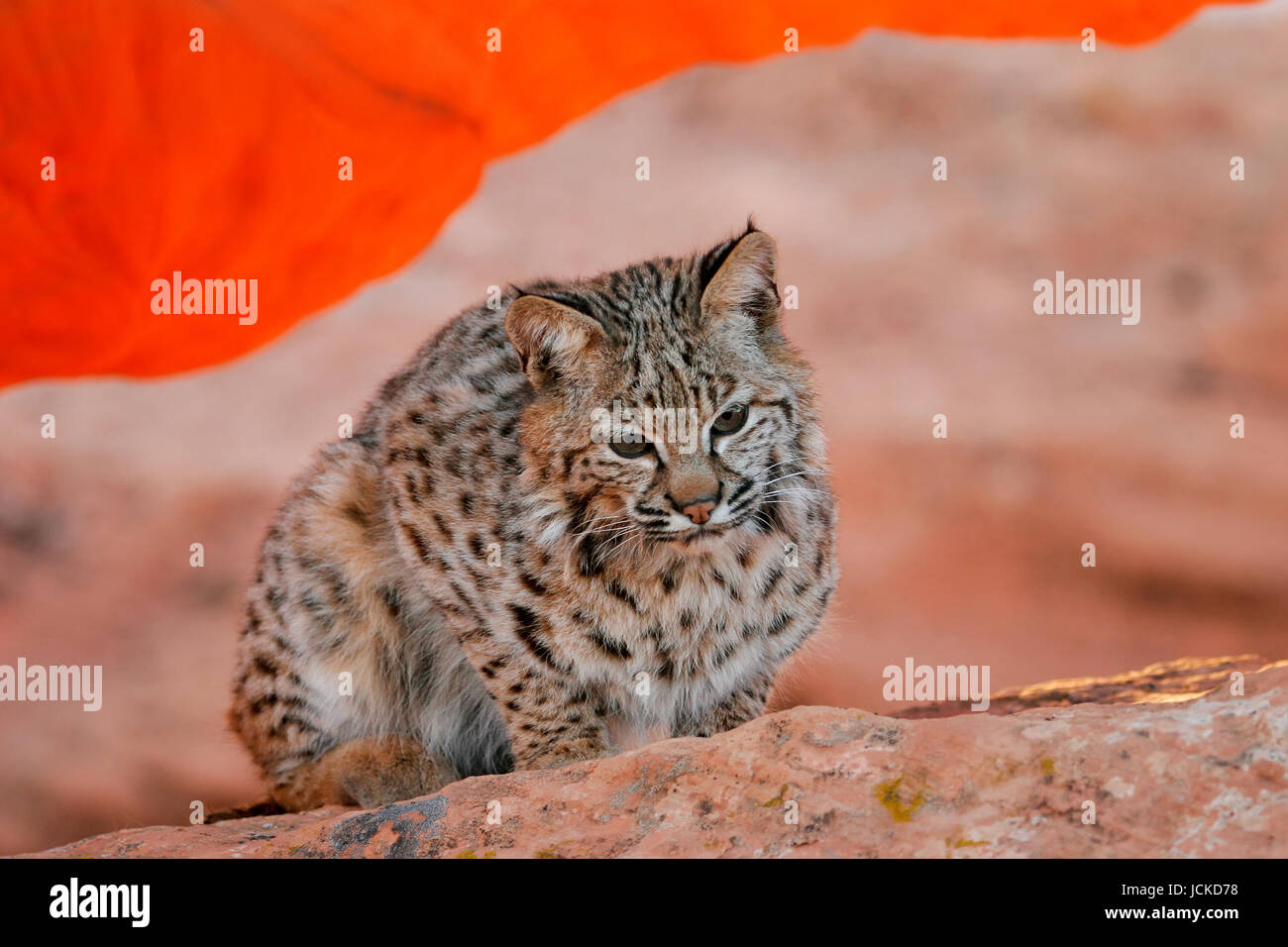 Bobcat felis rufus hi-res stock photography and images - Alamy