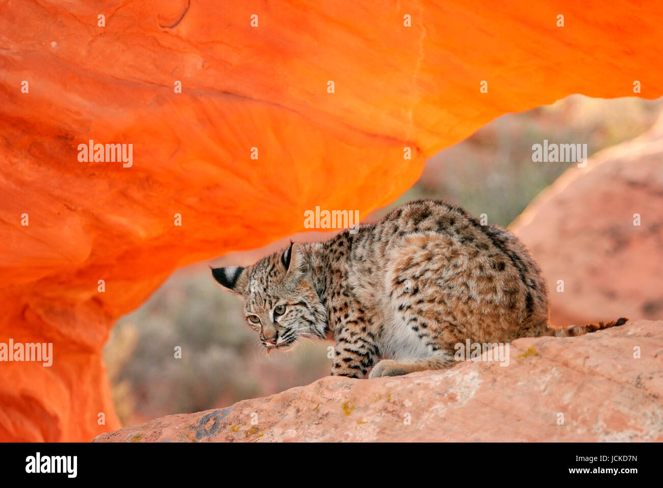 Bobcat (Lynx rufus) sitting on red rocks Stock Photo - Alamy