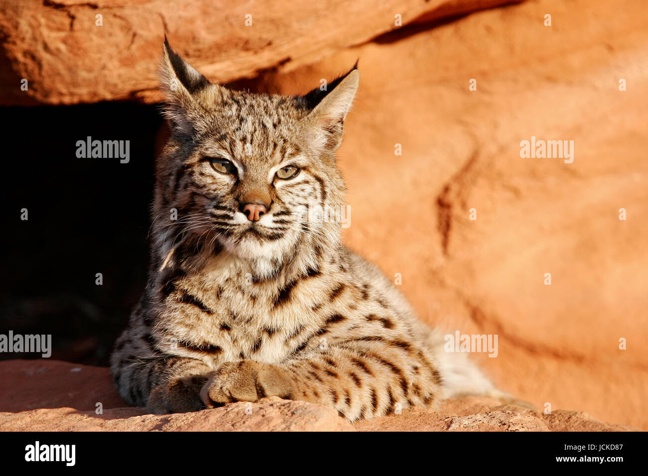 Lynx rufus head hi-res stock photography and images - Alamy