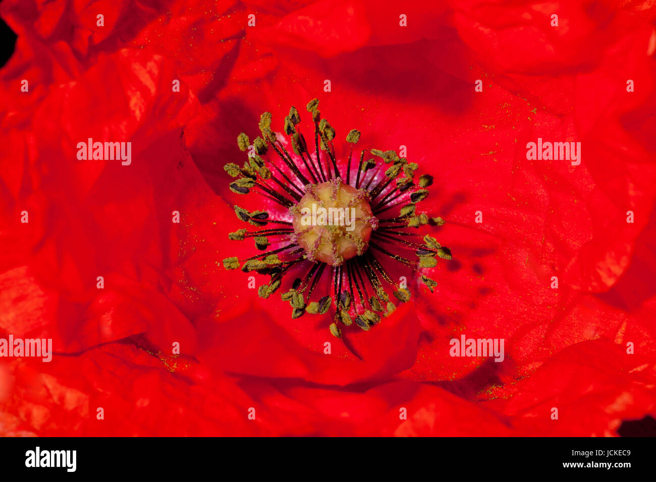 center of the flower of red papaver macro Stock Photo - Alamy