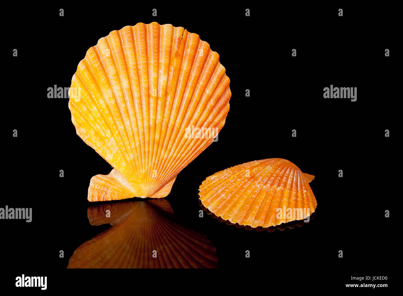 orange seashells isolated on black background Stock Photo - Alamy