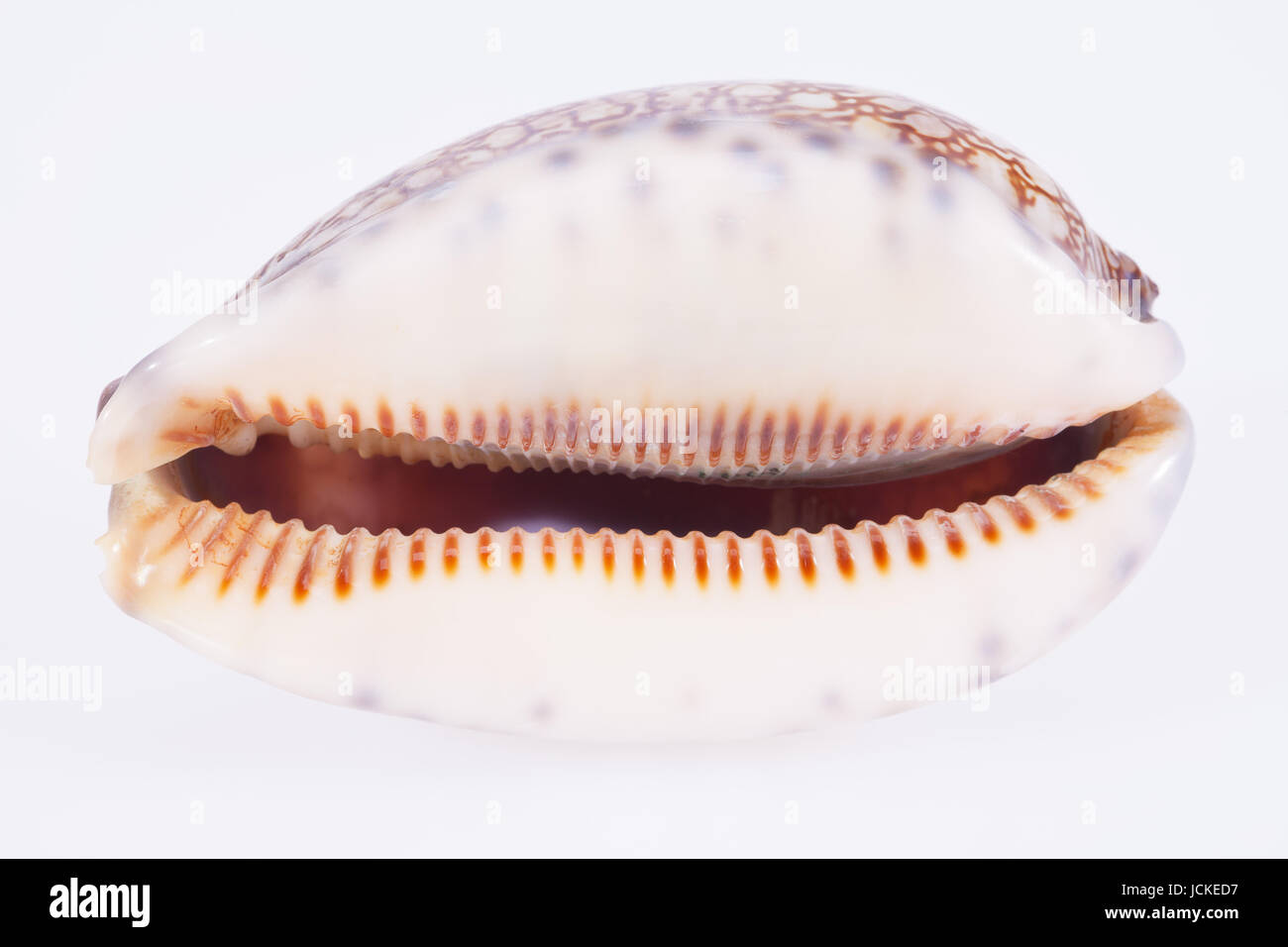 seashell of tiger cowry isolated on white background Stock Photo - Alamy