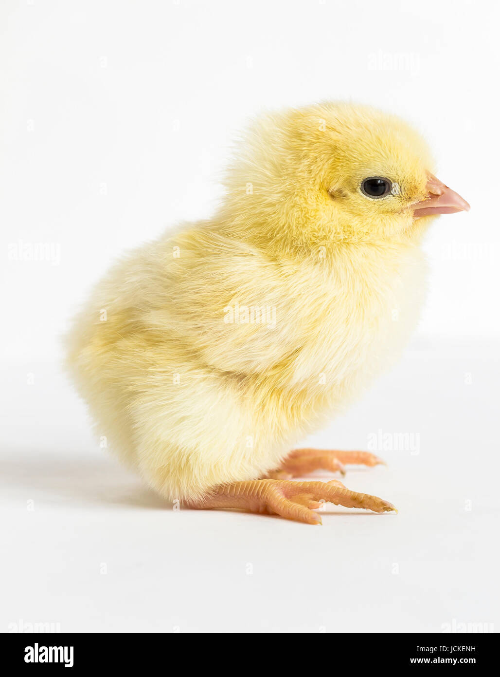 Little yellow chick on a white background Stock Photo - Alamy