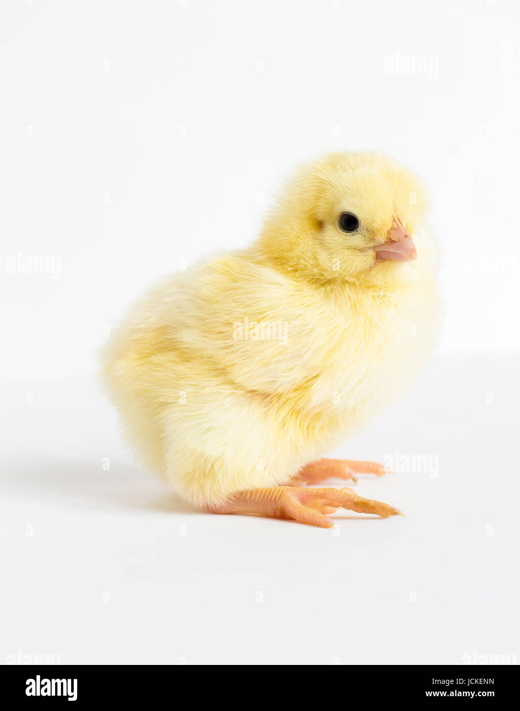 Little yellow chick on a white background Stock Photo - Alamy