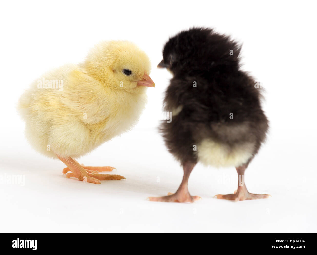 Two small chicken on a white background Stock Photo - Alamy