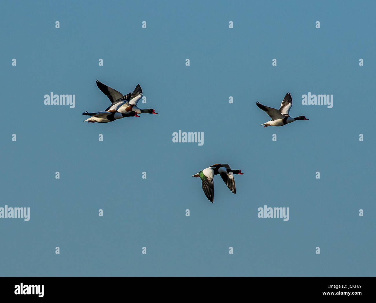 Shelduck genus hi-res stock photography and images - Alamy
