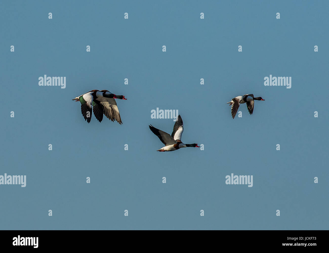 Shelduck genus hi-res stock photography and images - Alamy