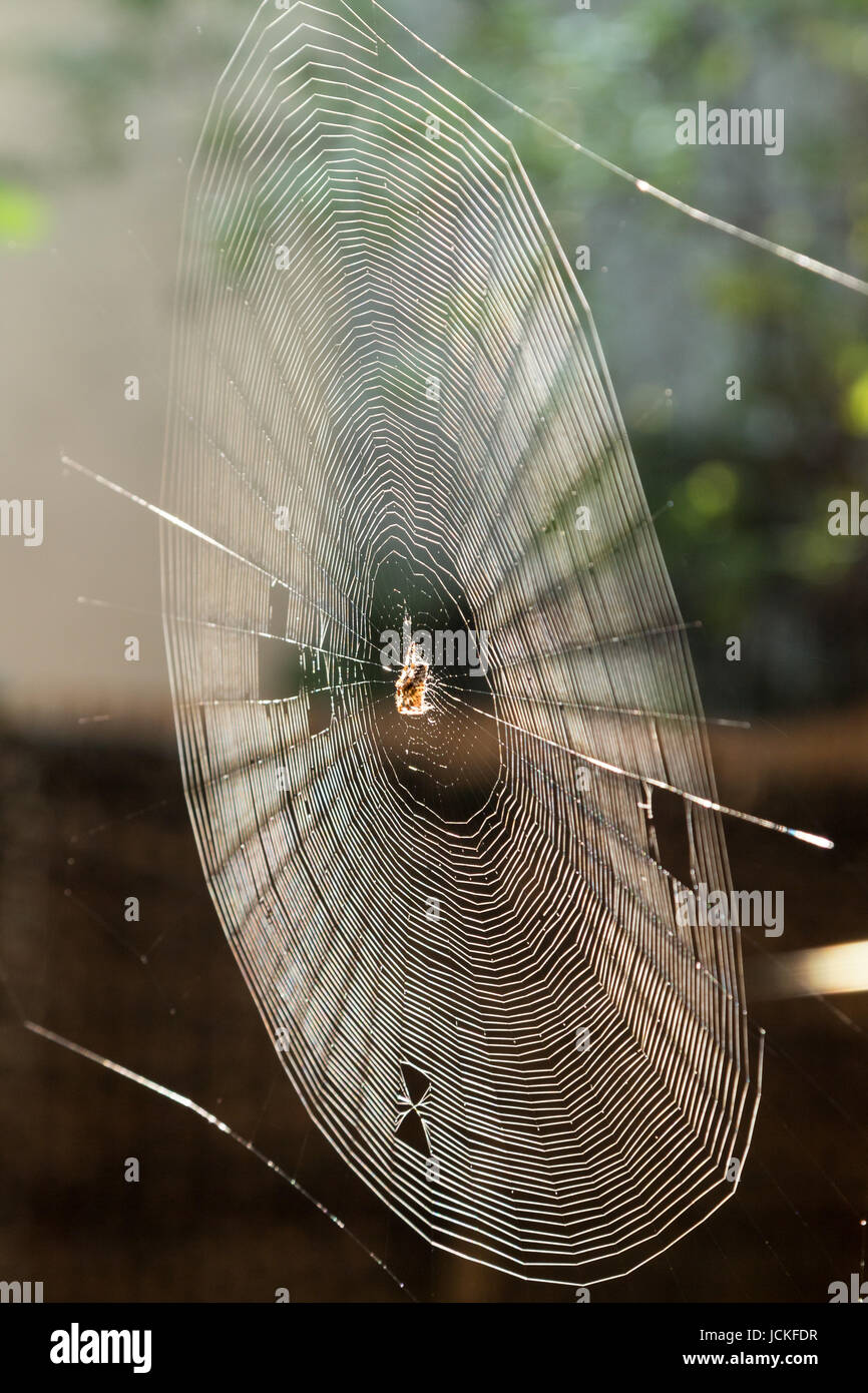 spiders web macro Stock Photo - Alamy