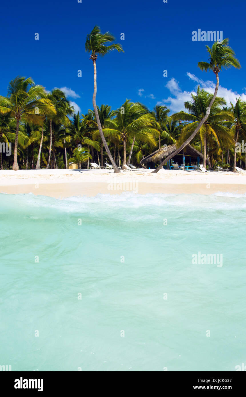 Caribbean Beach and Palm tree .Paradise. Vacation and Tourism concept ...
