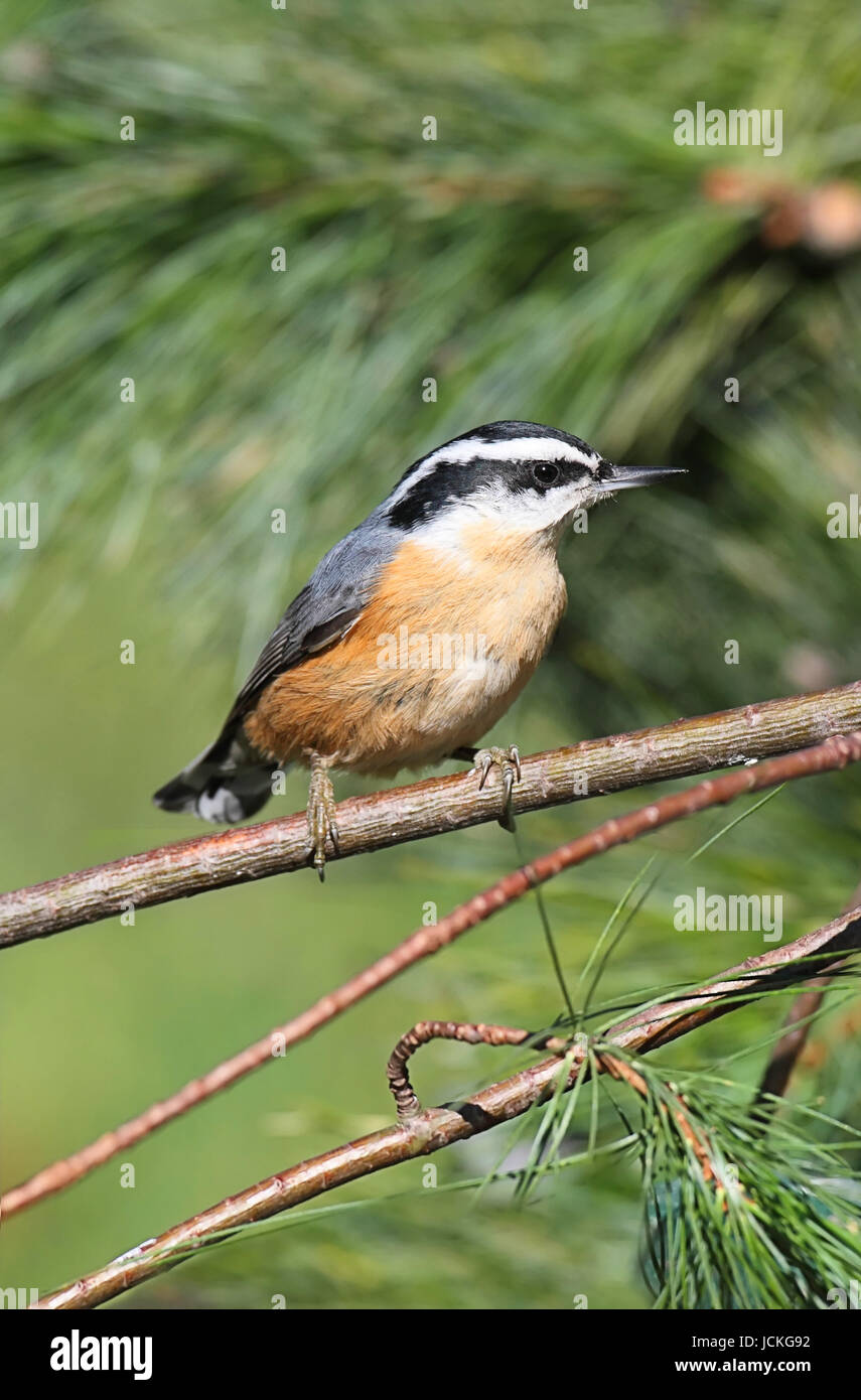 Red-breasted Nuthatch (sitta canadensis) on a perch with a green ...
