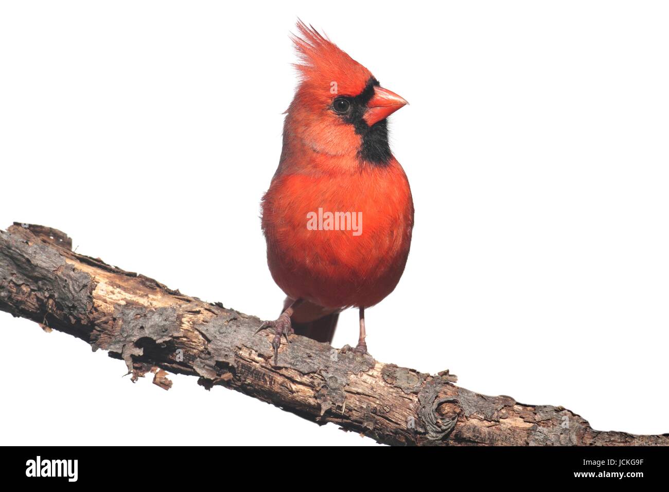 Male Northern Cardinal (Cardinalis) Isolated on a white background ...