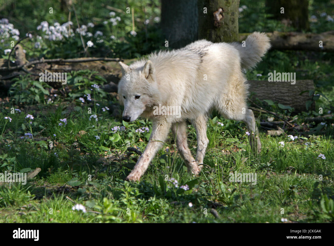 Polarwolf hi-res stock photography and images - Alamy